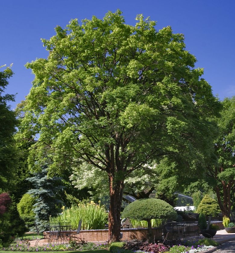 Paperbark Maple Natorp S Online Plant Store